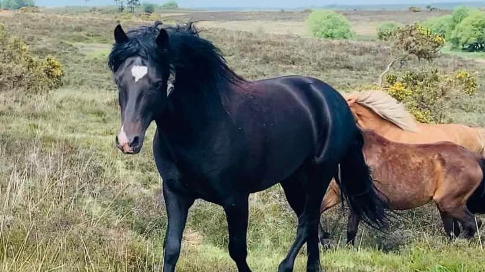 Warning to New Forest visitors as 18 stallions described as 'horny ...