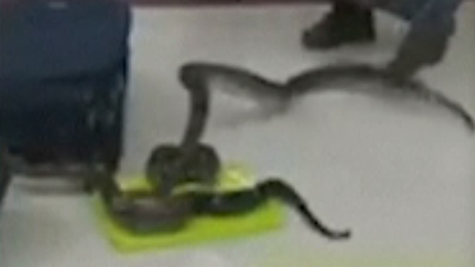 India: 22 snakes and a chameleon found inside woman's checked baggage ...
