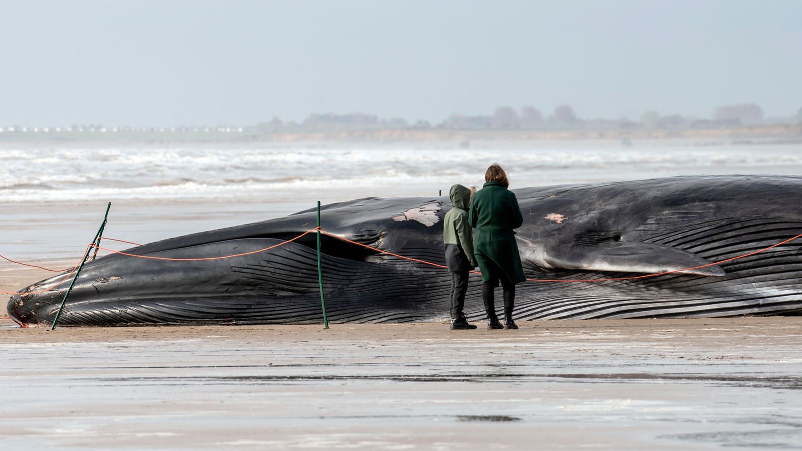 'Challenging operation' to remove fin whale from beach where it died ...