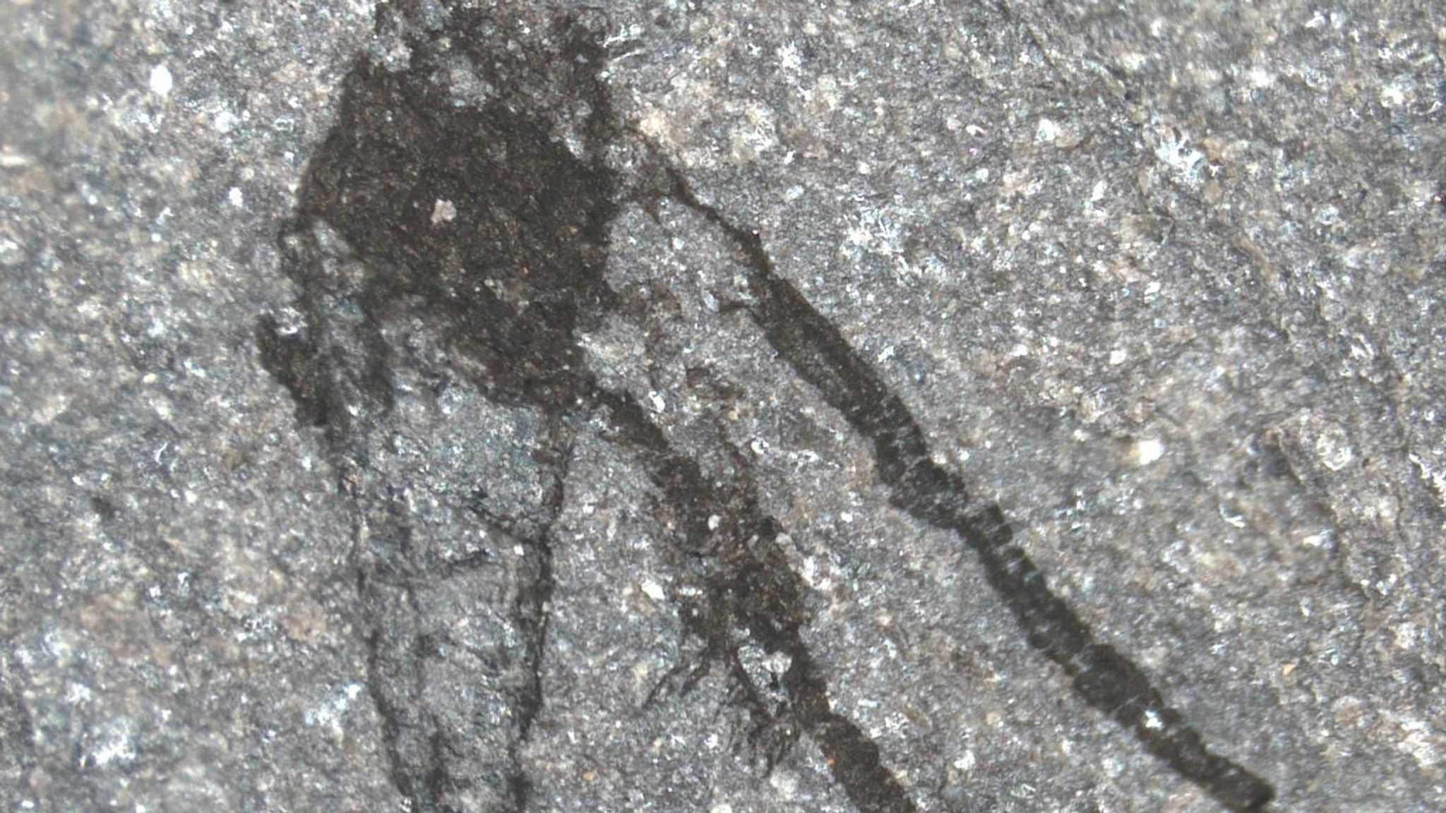 Powys: Experts find fossils of over 170 species in rock more than 460 ...