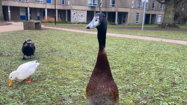 Long Boi: University of York duck famed for his height feared dead ...