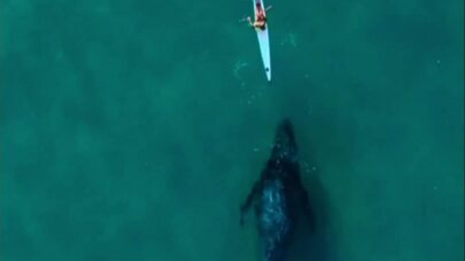 Drone footage captures 'curious' whale swimming alongside kayaker off ...