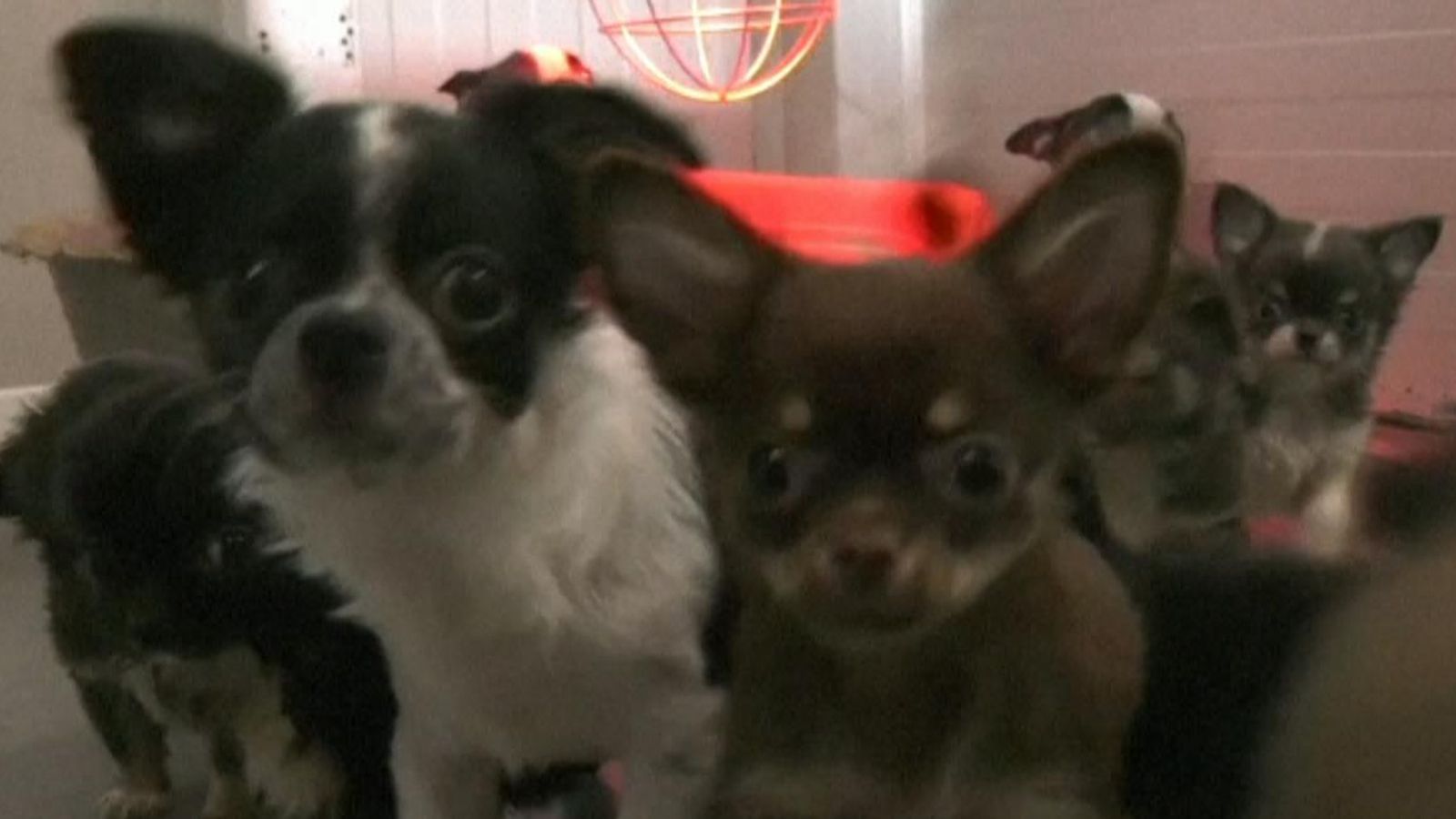 Italian police bust puppy smuggling ring | World News | Sky News