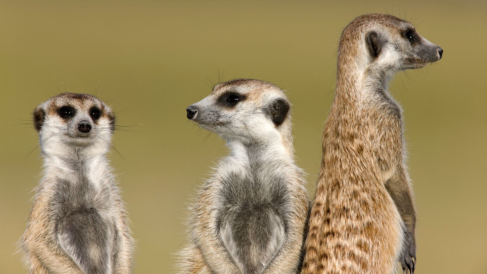Meerkats die at Philadelphia Zoo following exposure to unknown toxin ...