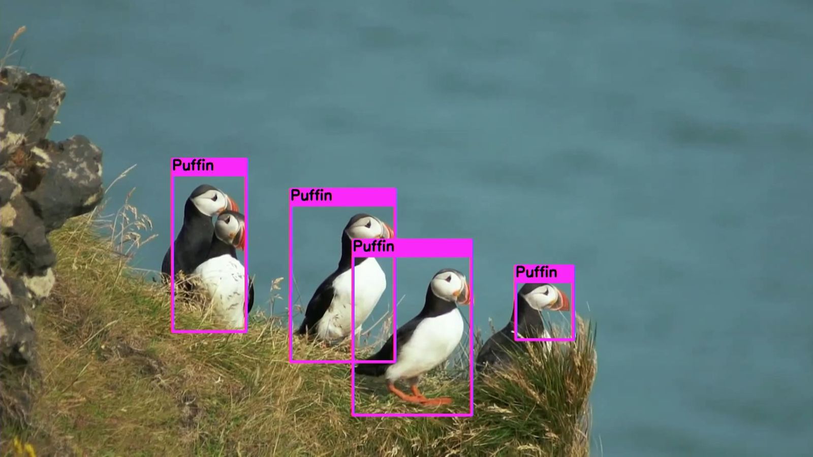 How AI is acting as nature's defender on an island hosting thousands of puffins | Sky News