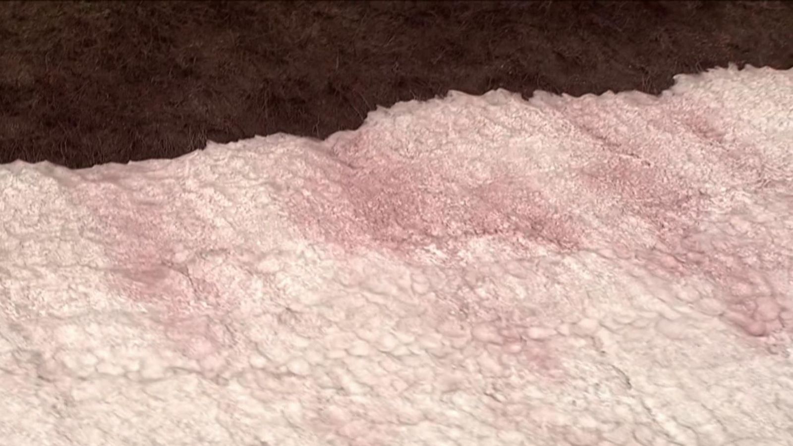 Pink 'watermelon' snow forms in Utah and is completely natural ...