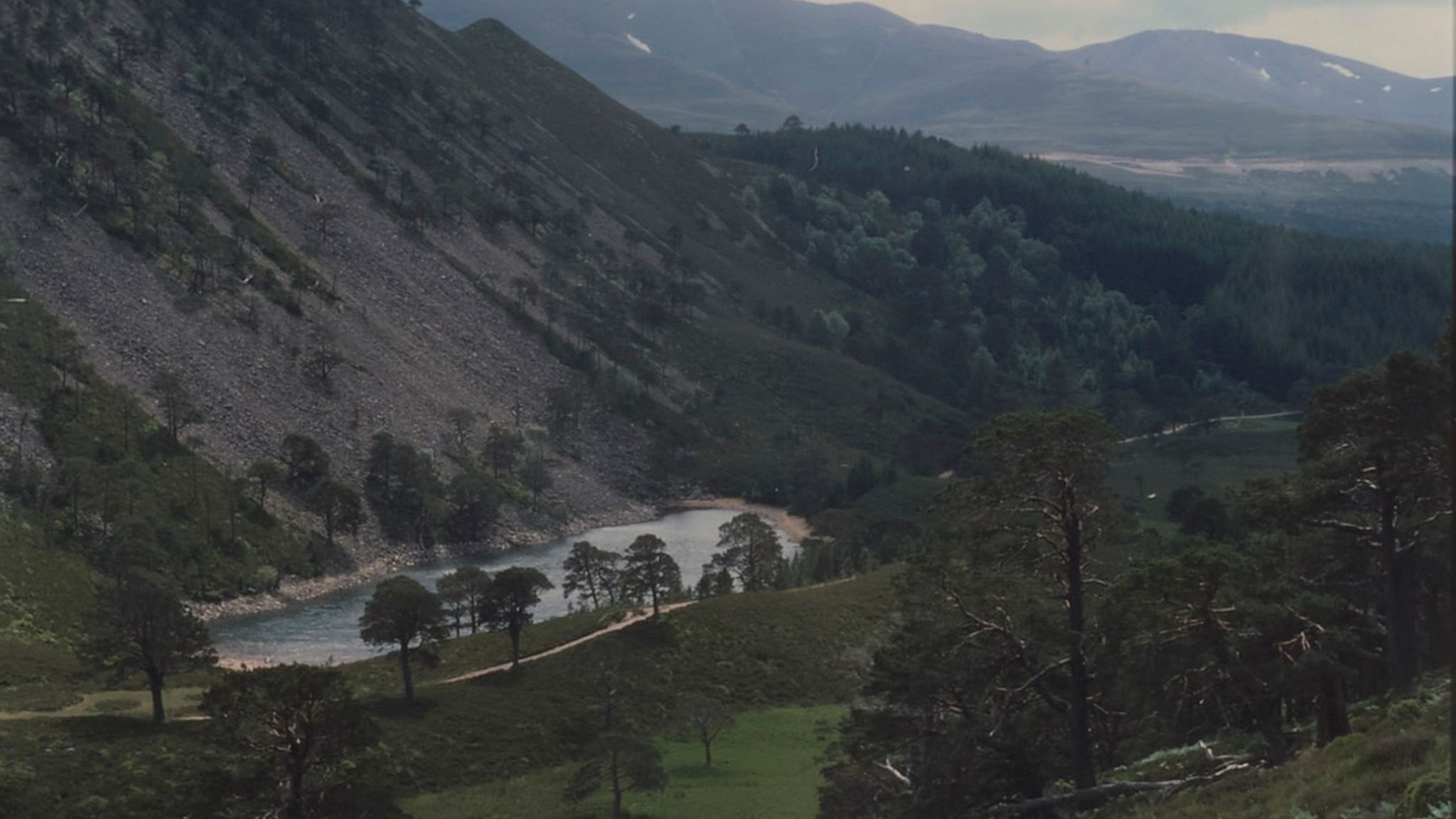 Deer culls credited with woodland recovery at Highland beauty spot | UK ...