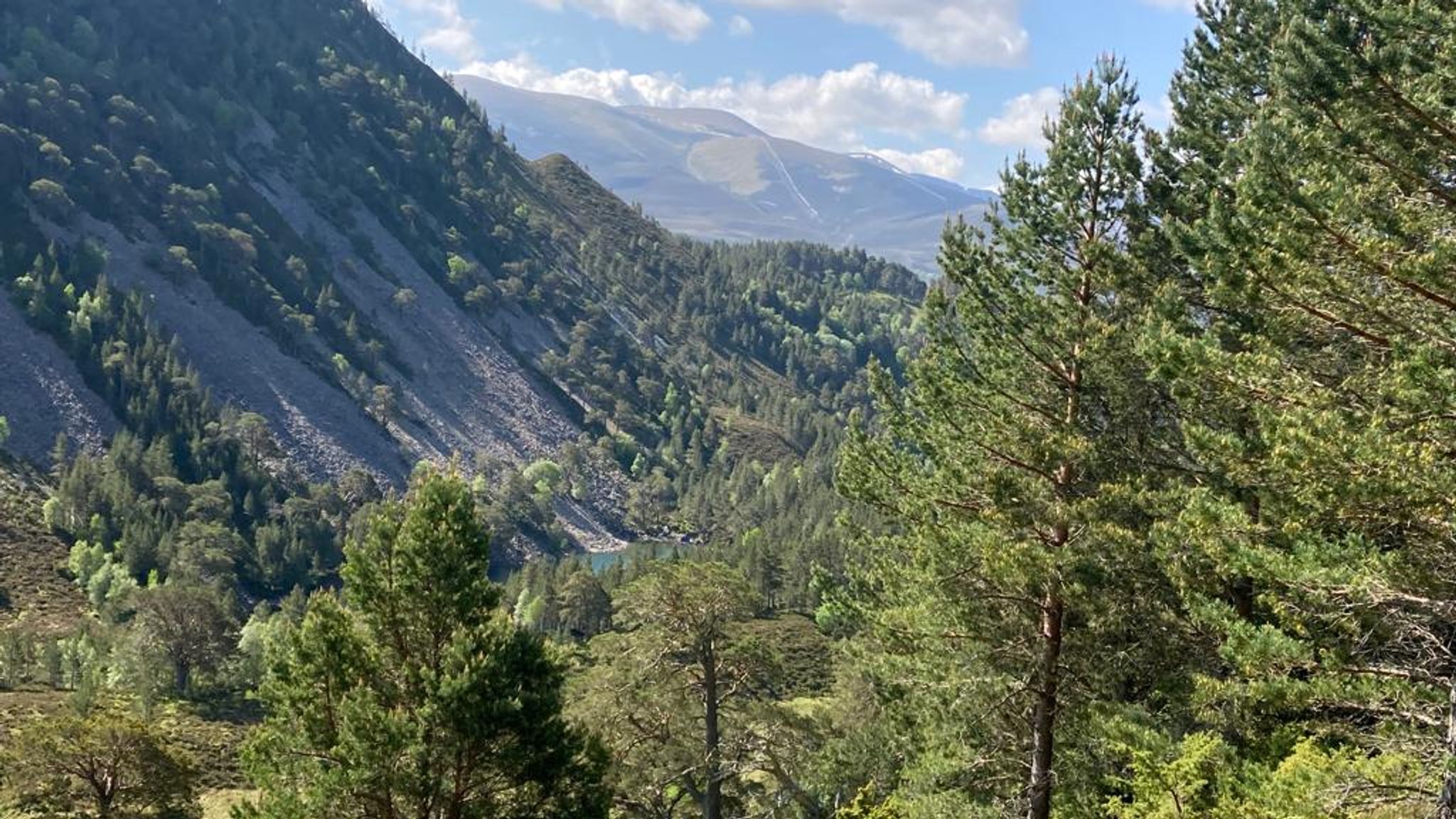 Deer culls credited with woodland recovery at Highland beauty spot | UK ...