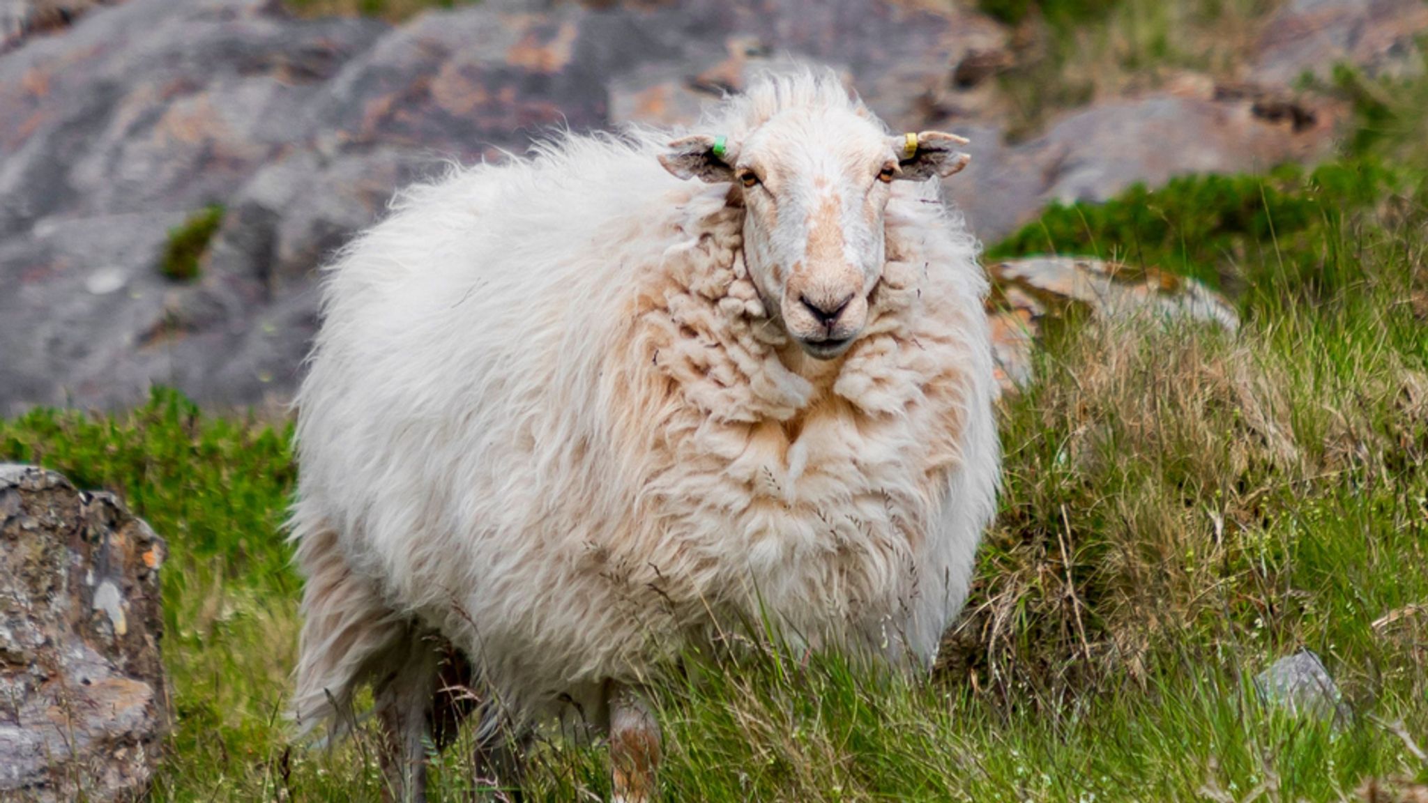 Police appeal after sheep shot with arrow in South Wales | UK News ...