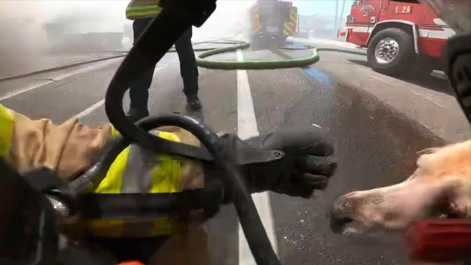 California: Firefighters rescue dog from burning house | US News | Sky News