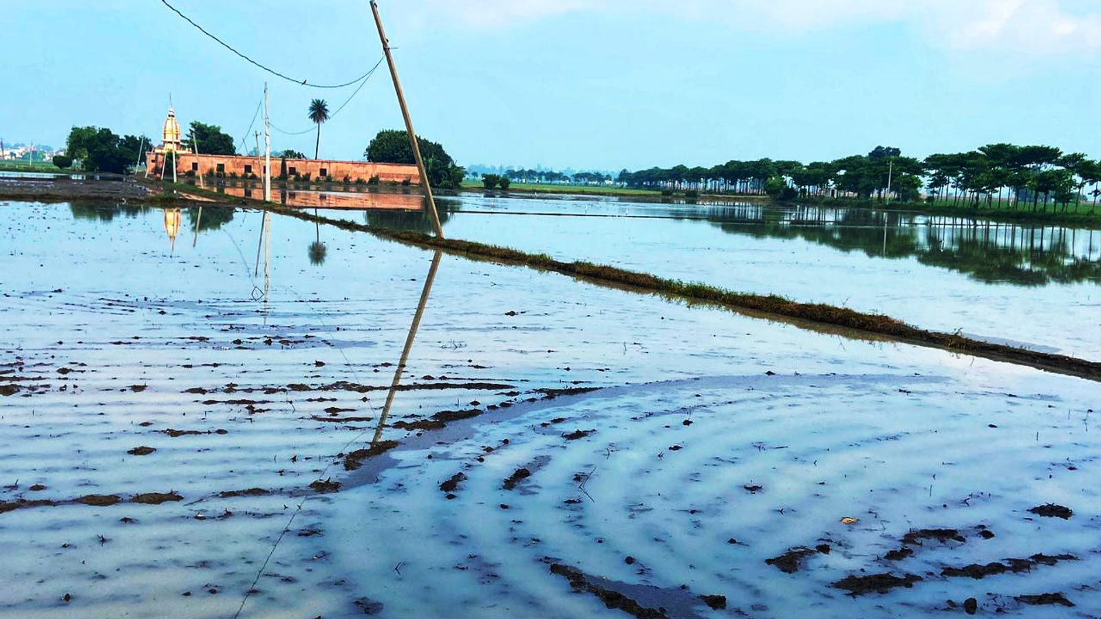 'Some will go hungry, some will starve': Global rice shortages feared ...
