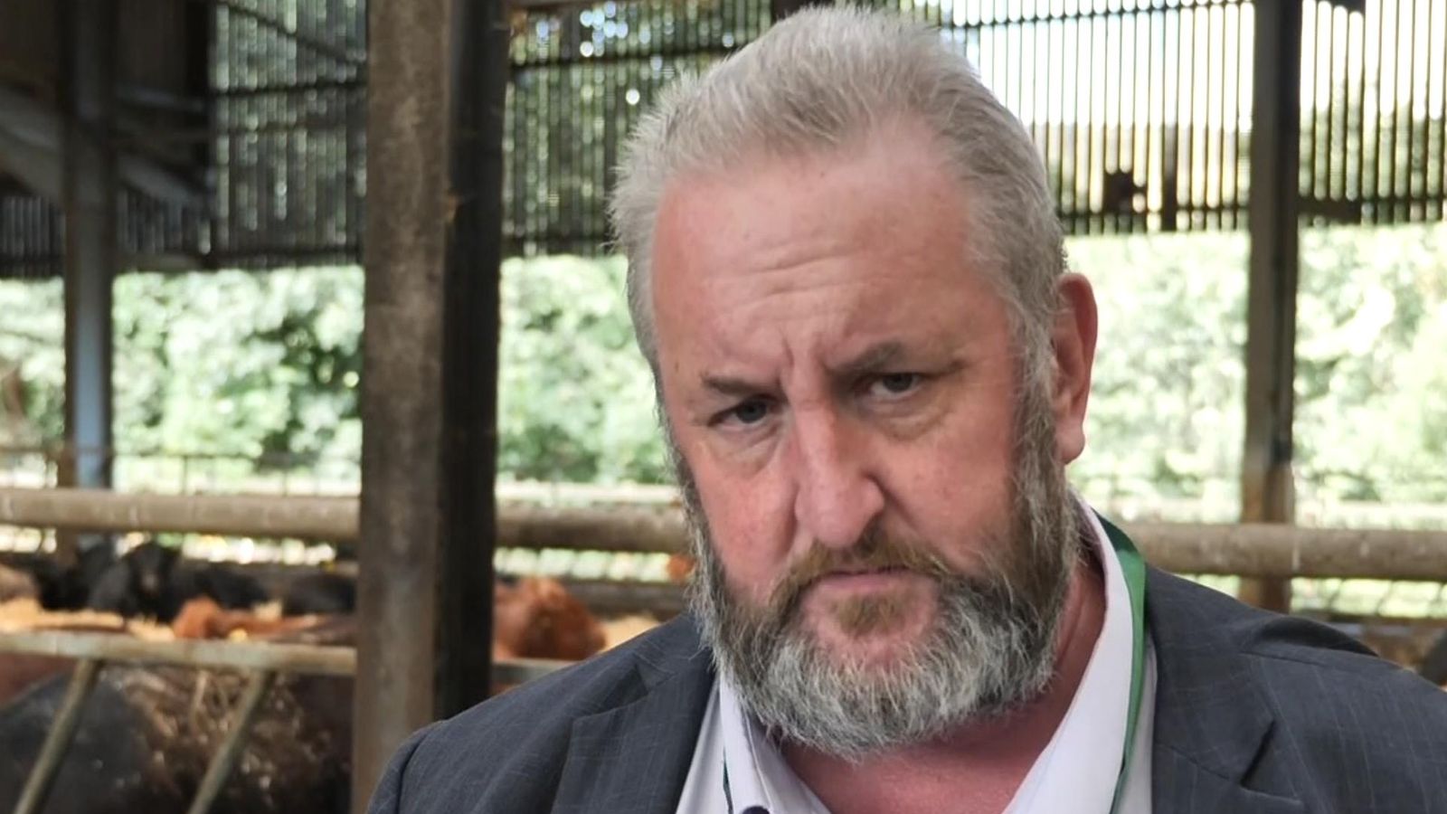 Daffodil extract fed to cows could be 'game changer' in reducing ...