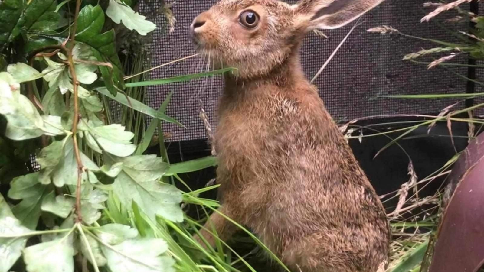 Baby hare in care of Scottish SPCA after travelling from England to ...