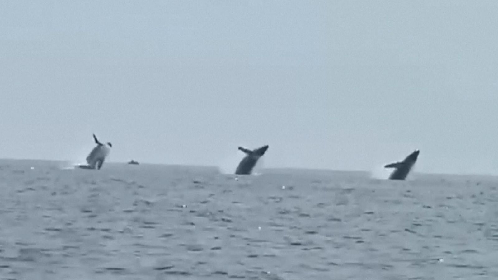 Rare video captures three whales leaping from the water in ...