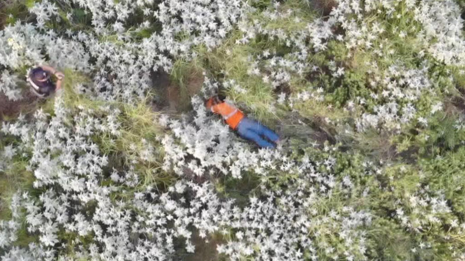 Texas: Suspect tries to hide from police among vegetation while wearing ...