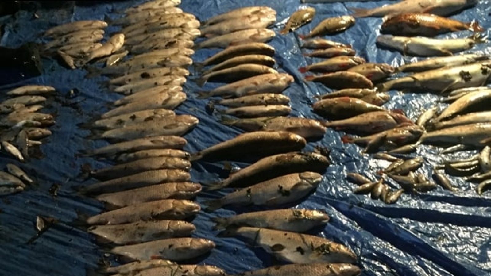 Thames Water fined more than £3m over sewage spill that turned rivers ...