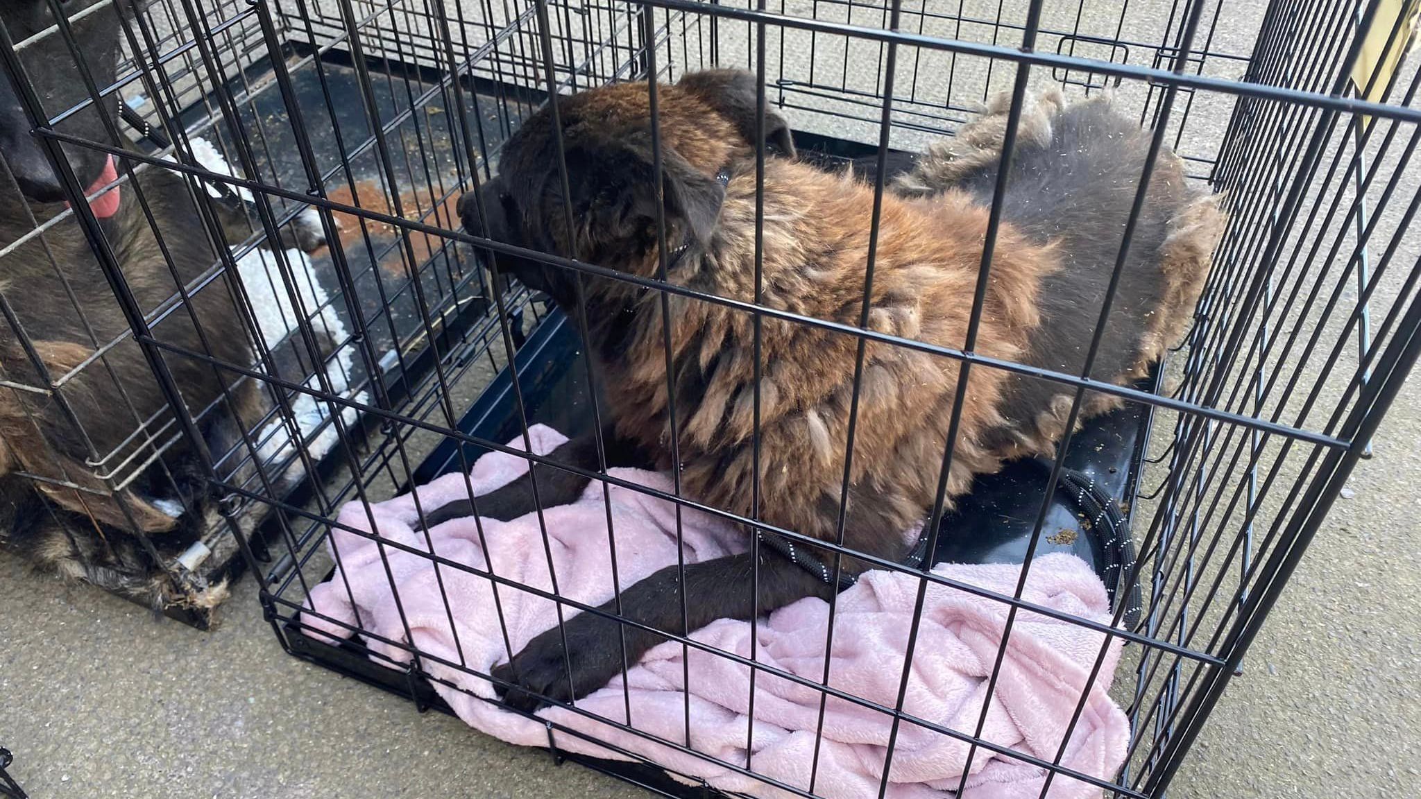 Dogs rescued after fatal sheep attack will hopefully be able to find ...