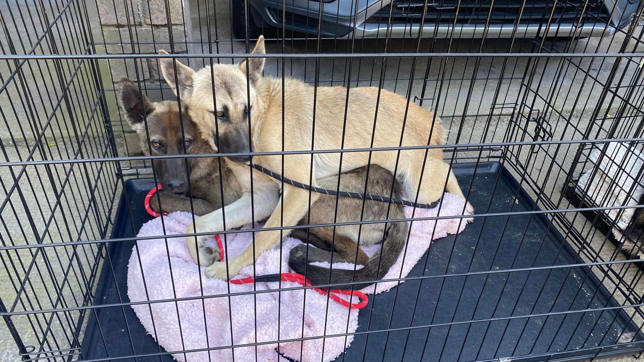 Dogs rescued after fatal sheep attack will hopefully be able to find ...