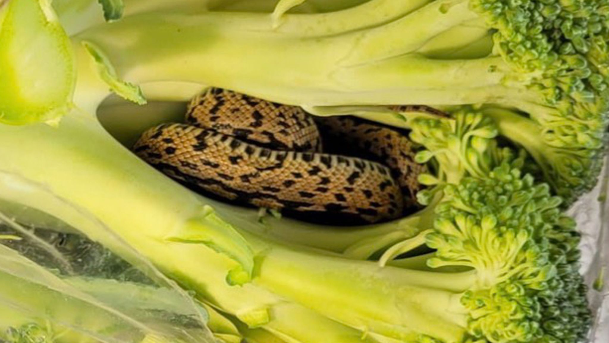 Shopper finds snake inside bag of broccoli from Aldi | UK News | Sky News