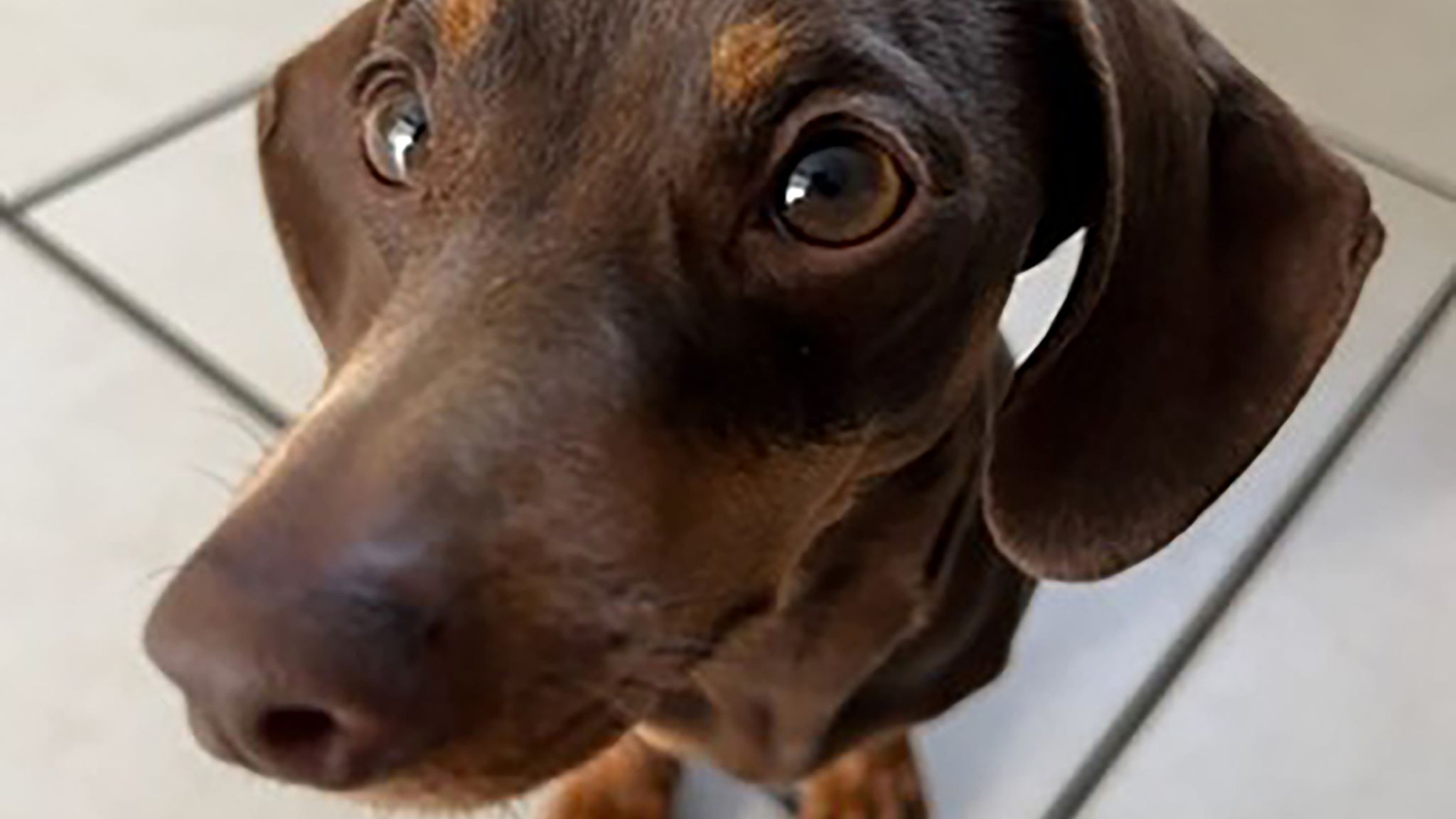 Hammer-wielding man caught on camera stealing Twiglet the miniature ...