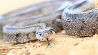 Shopper finds snake inside bag of broccoli from Aldi | UK News | Sky News