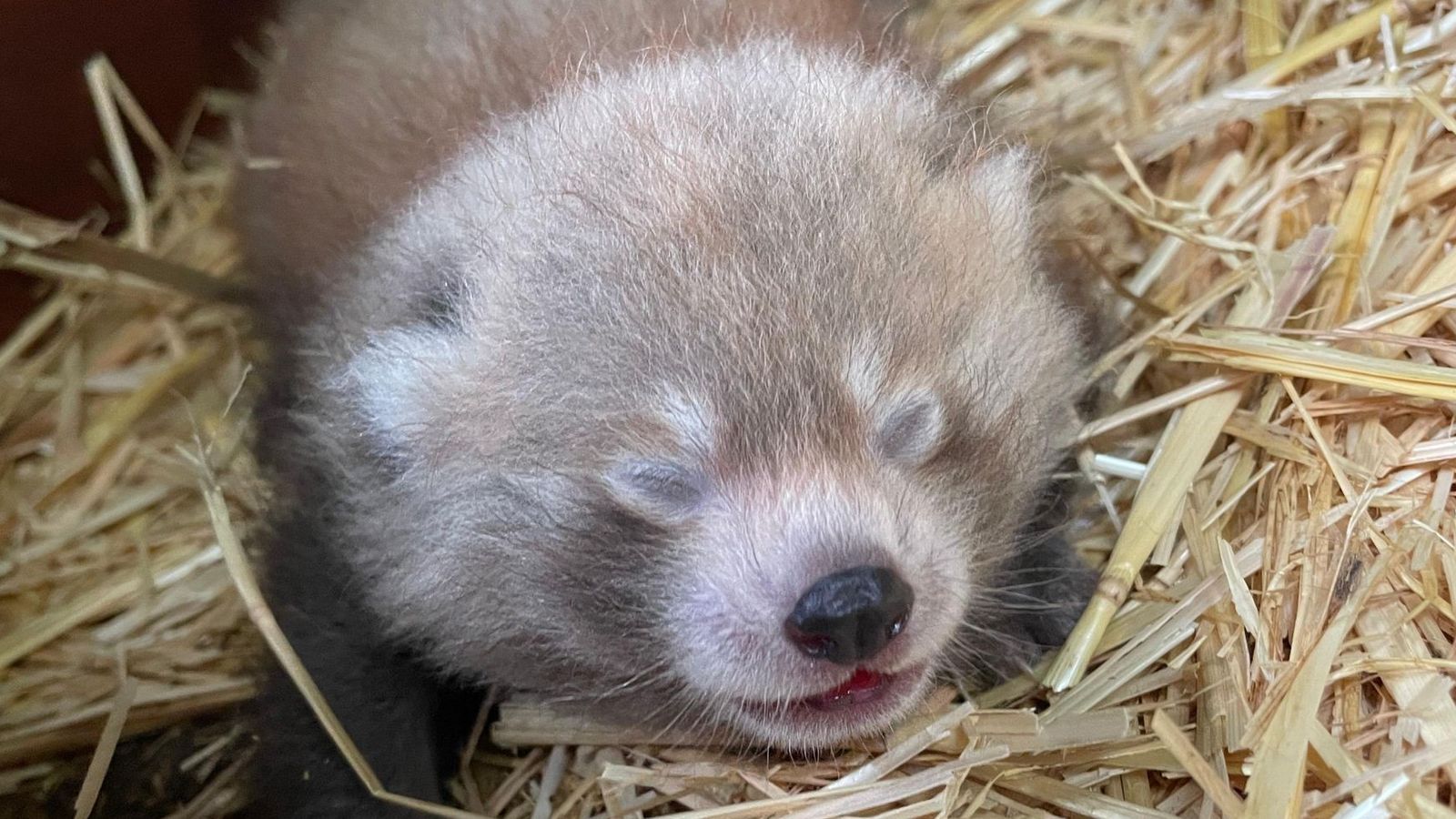 Red panda babies: New-born twins 'give double hope for endangered ...