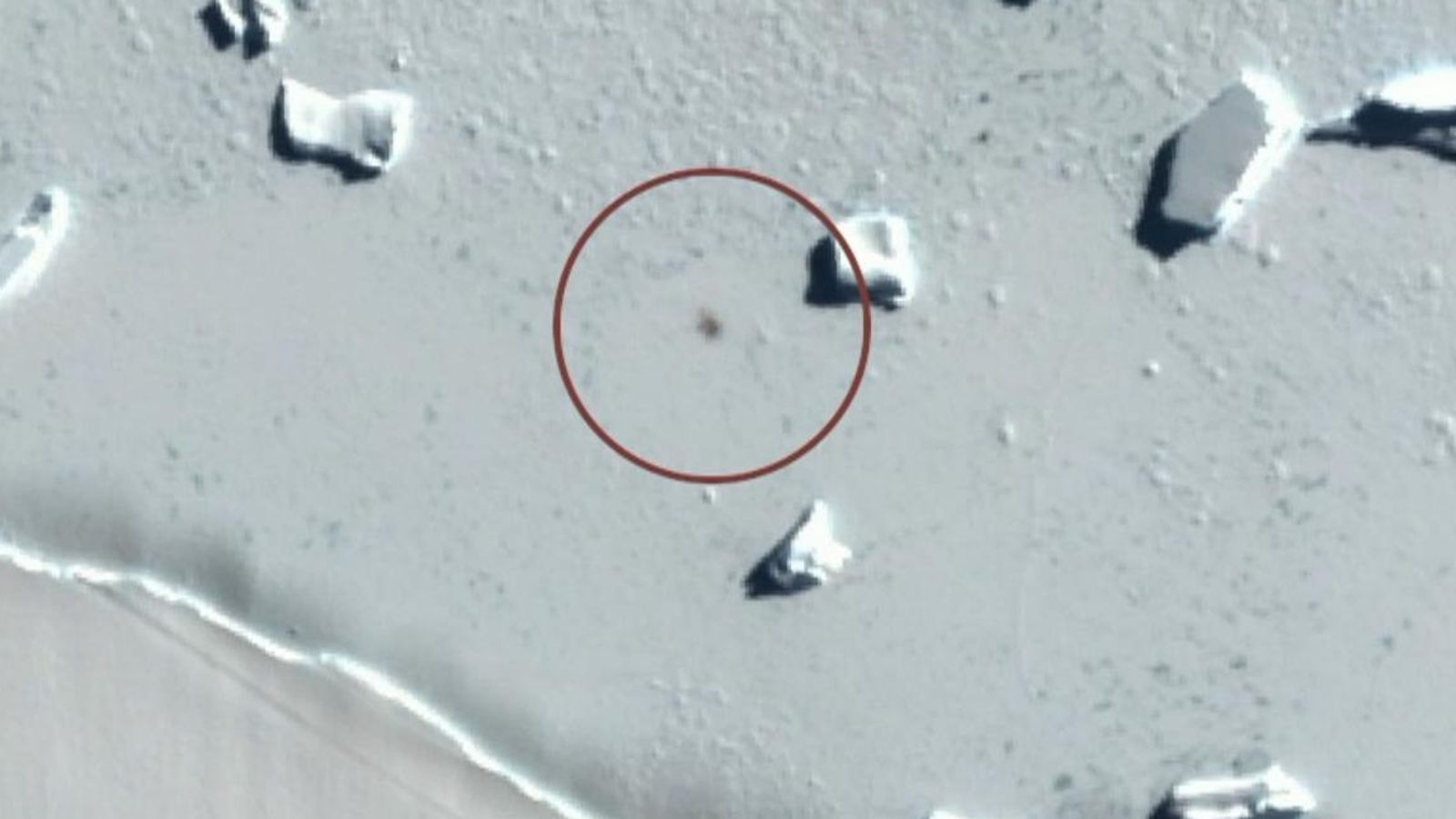 Emperor penguins experience 'catastrophic breeding failure' after loss ...