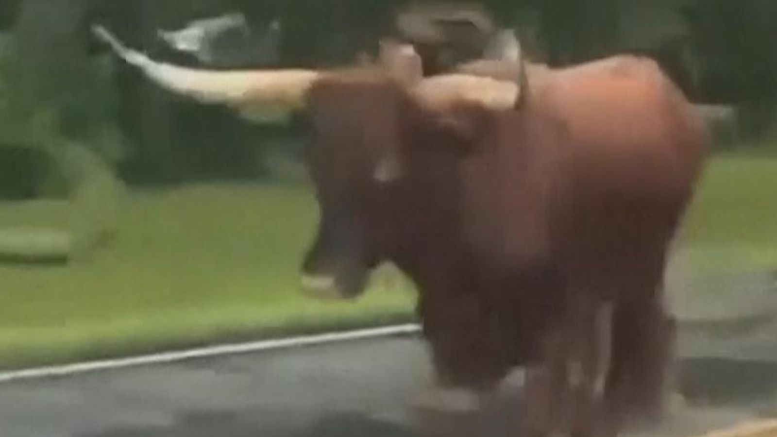 US: Escaped bull charges along road in North Carolina | Offbeat News ...