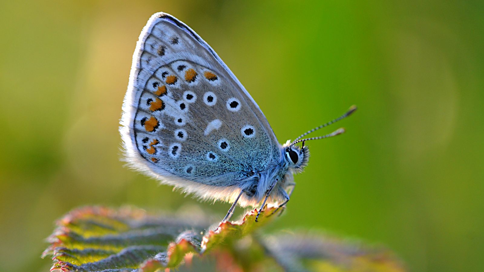 Red Admiral butterfly population soars thanks to UK's warm winter | Sky ...