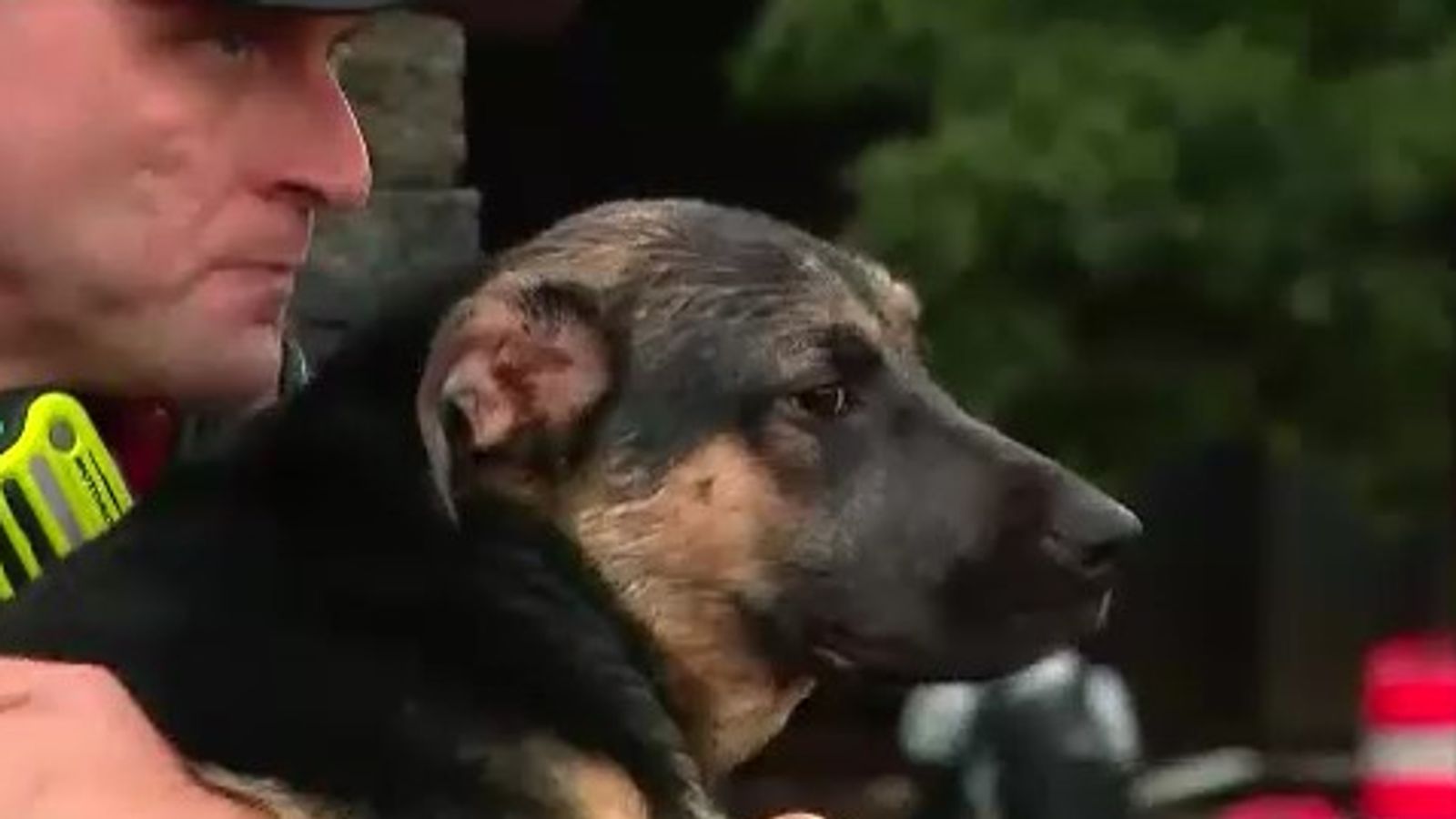 Washington DC: Several dogs die after becoming trapped in flooded day ...