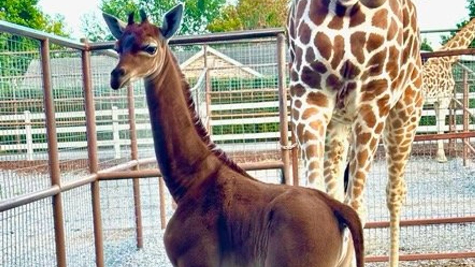 Tennessee: Rare spotless giraffe born at Brights zoo | US News | Sky News