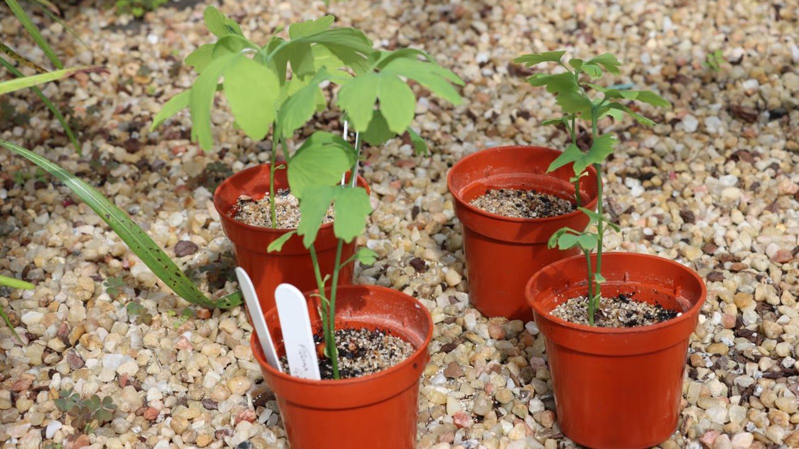 Seeds from Hiroshima atomic bomb 'survivor tree' growing in Glasgow ...