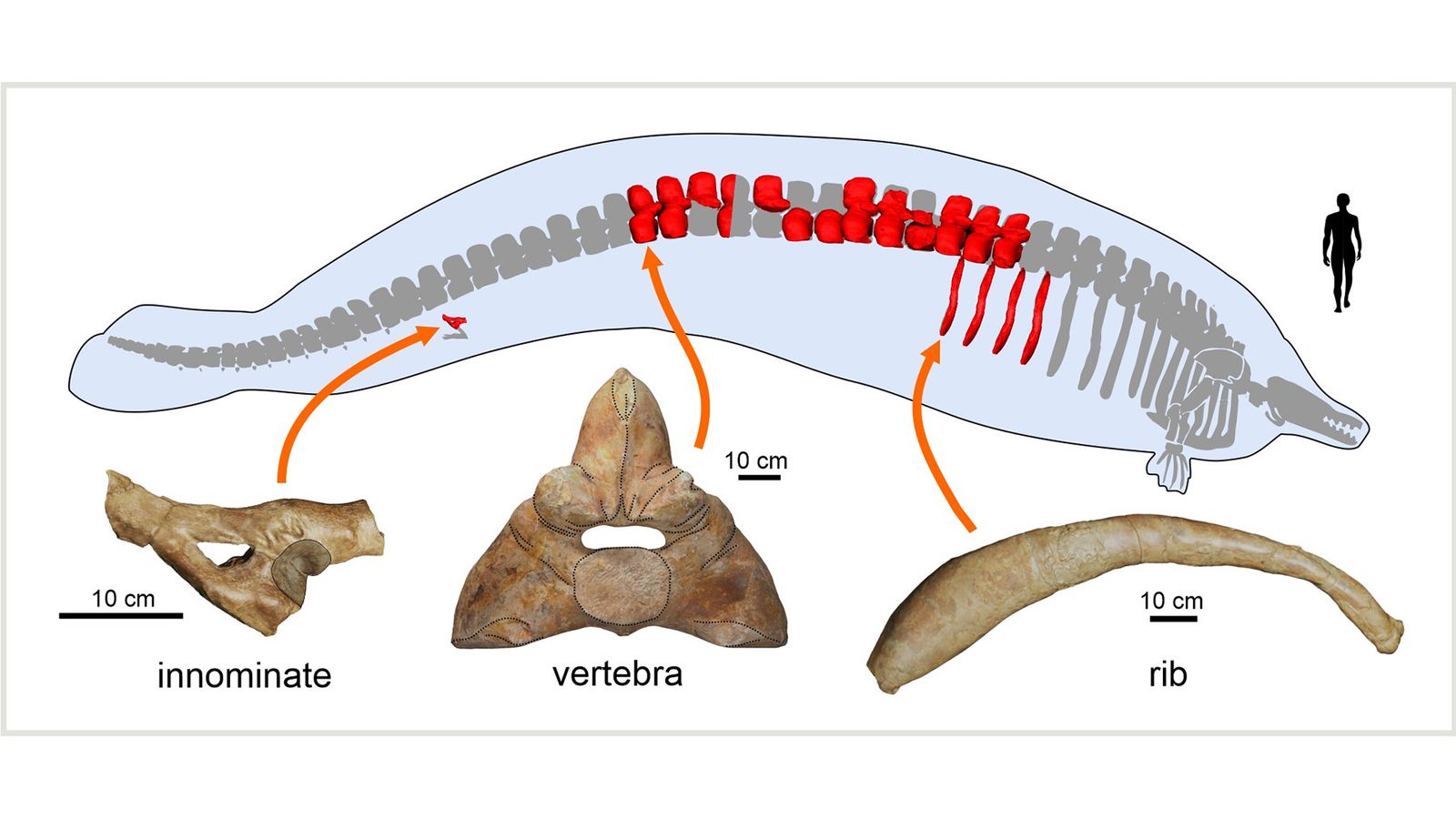 Extinct 39-million-year-old whale 'may be heaviest animal that ever ...
