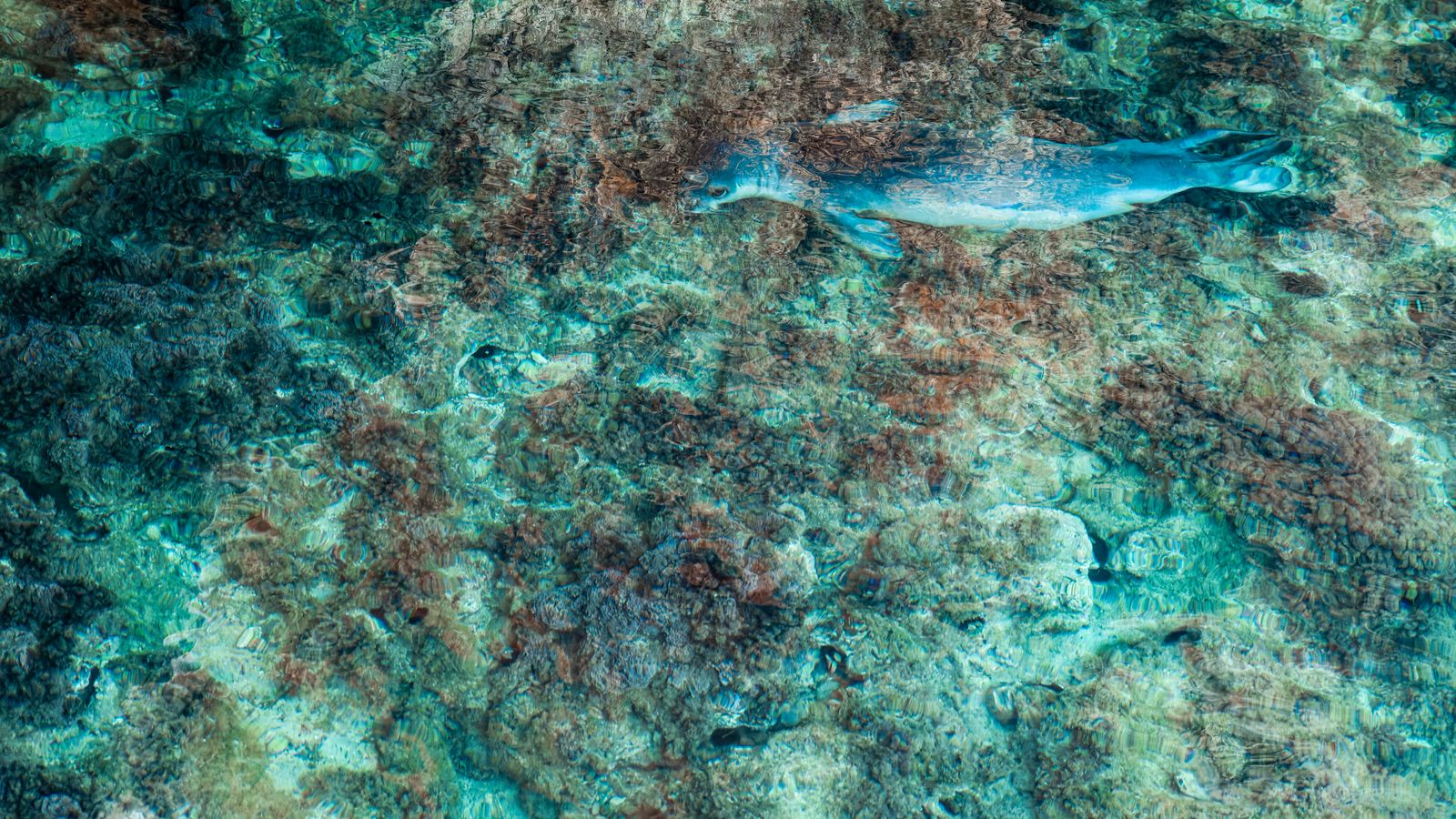 Wildlife Photographer of the Year: First competition images expose ...