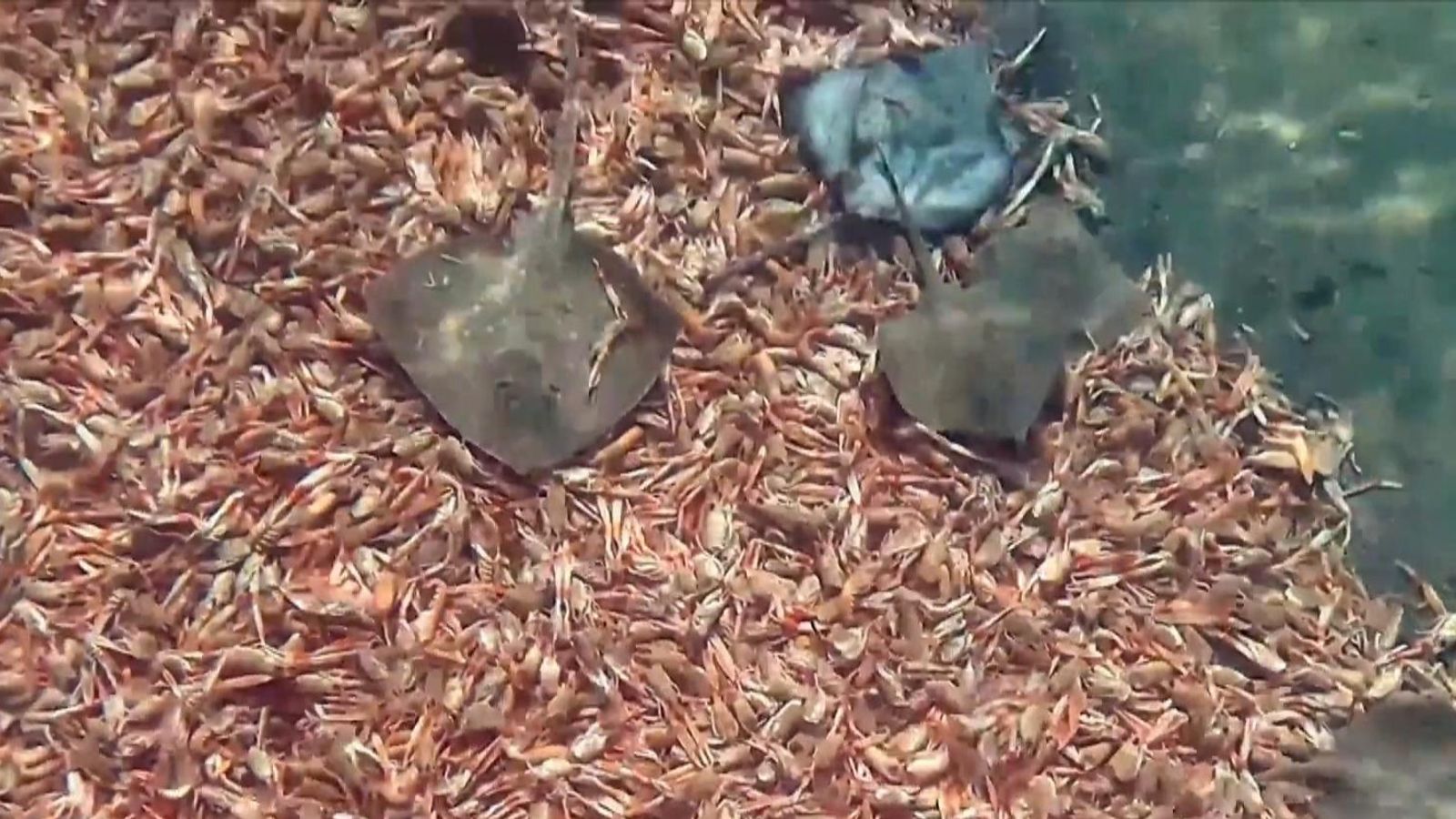 Footage reveals large volumes of dead fish 'dumped' by bottom trawlers ...