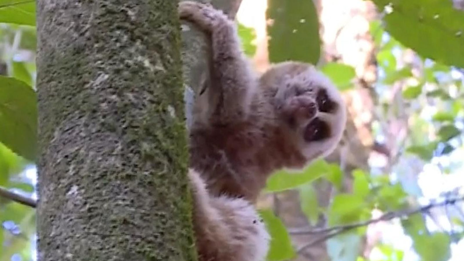 Endangered slow loris spotted in trees in China | Science, Climate ...
