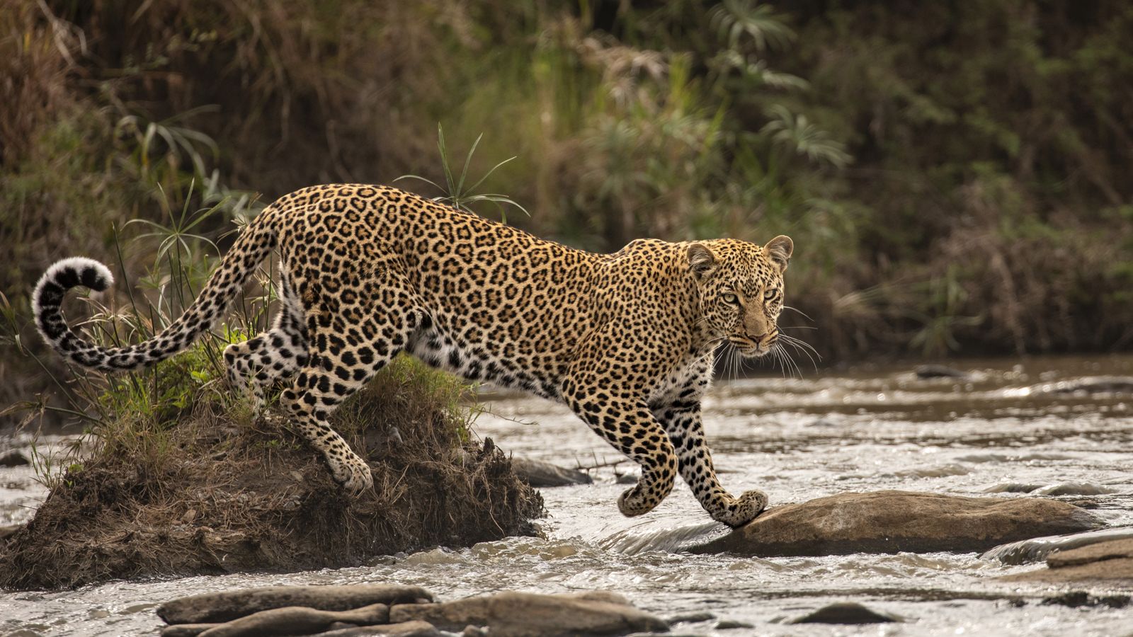 Wildlife Photographer of the Year: First competition images expose ...