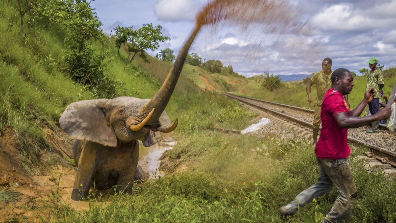 Wildlife Photographer of the Year: First competition images expose ...