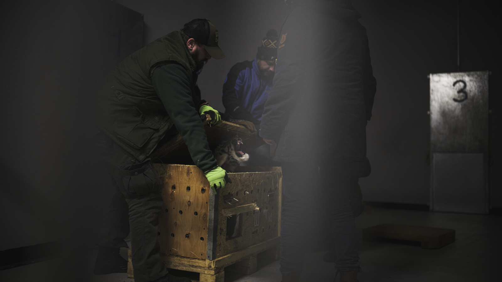 Wildlife Photographer of the Year: First competition images expose ...