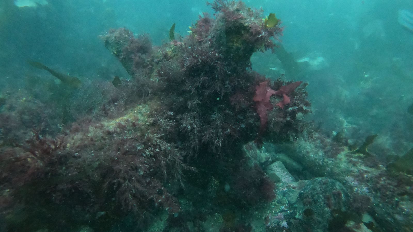 Wreck of Europe’s first commercial steamship The Comet given protection ...