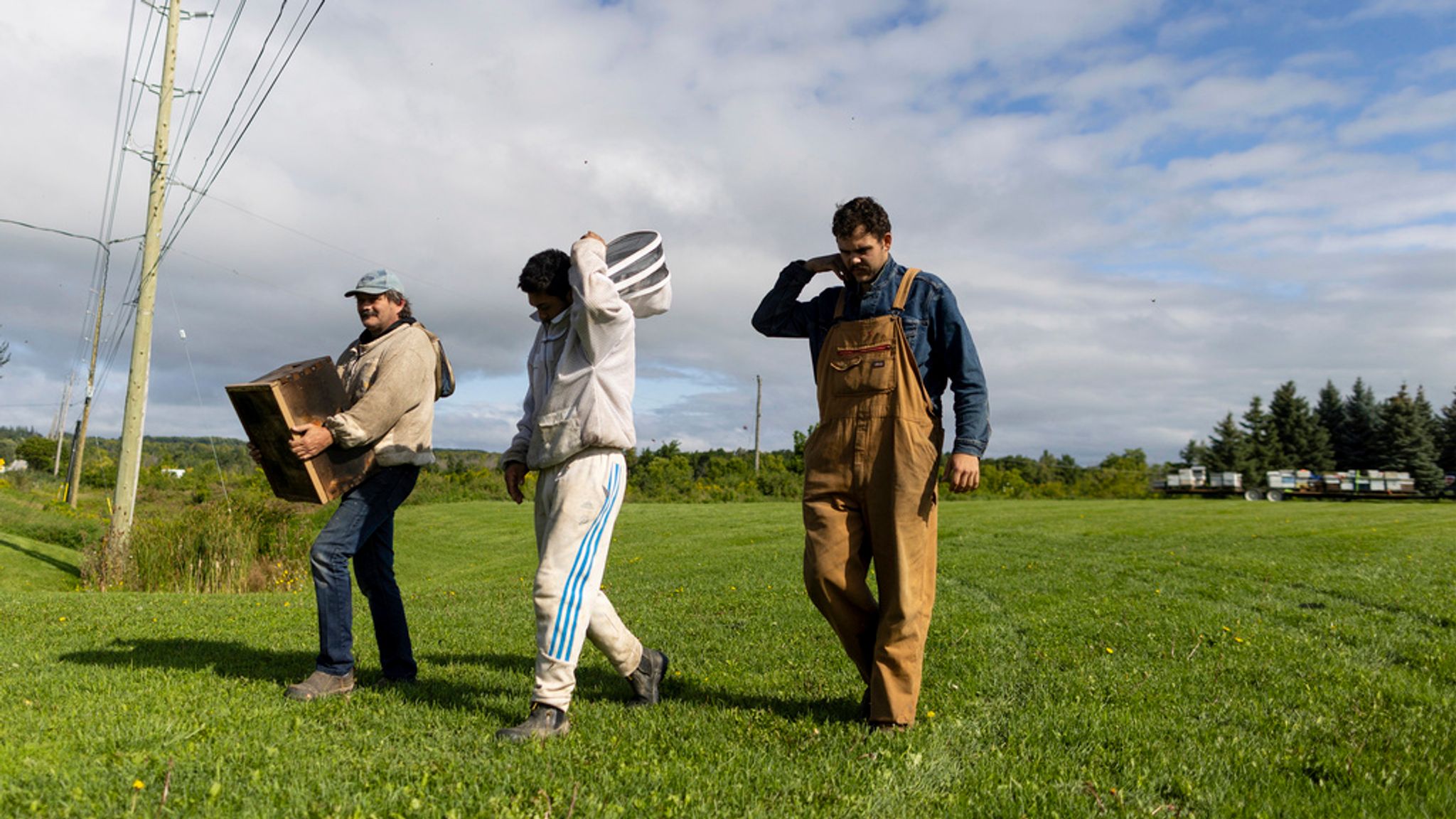 Bee-ware! Drivers warned after five million bees fall off truck on ...