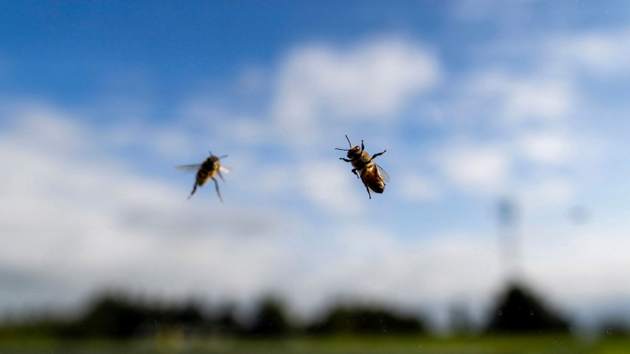 Bee-ware! Drivers warned after five million bees fall off truck on ...