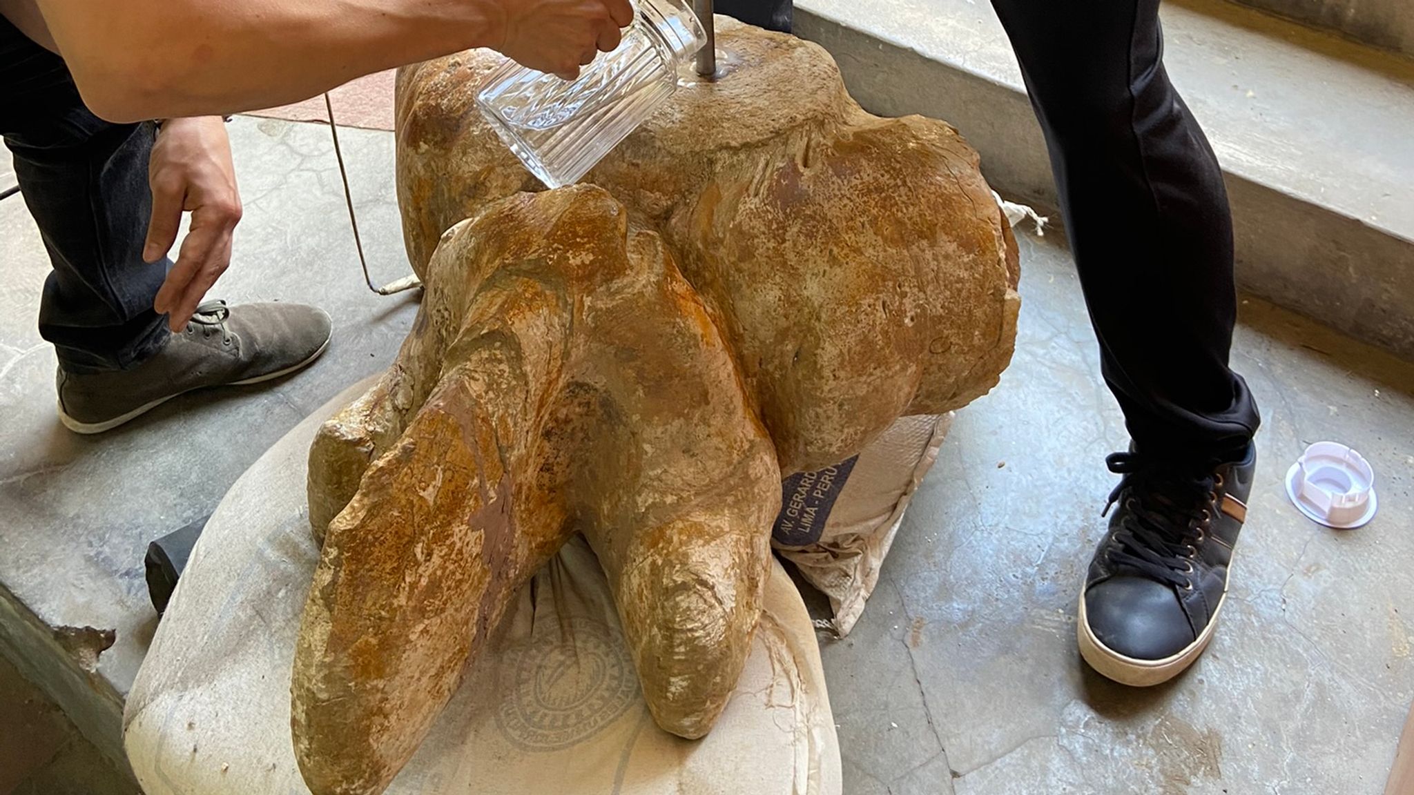 Extinct 39-million-year-old whale 'may be heaviest animal that ever ...