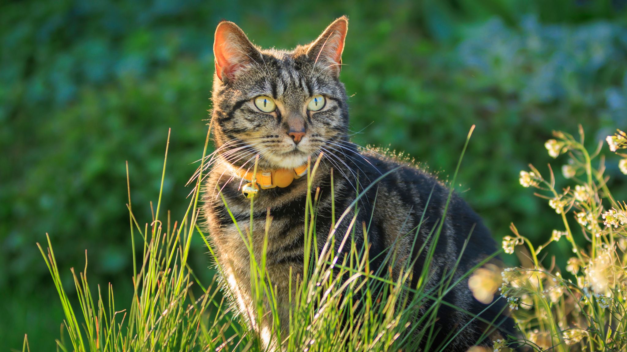 Four fatal cat poisonings in Swindon spark urgent pet safety warning ...
