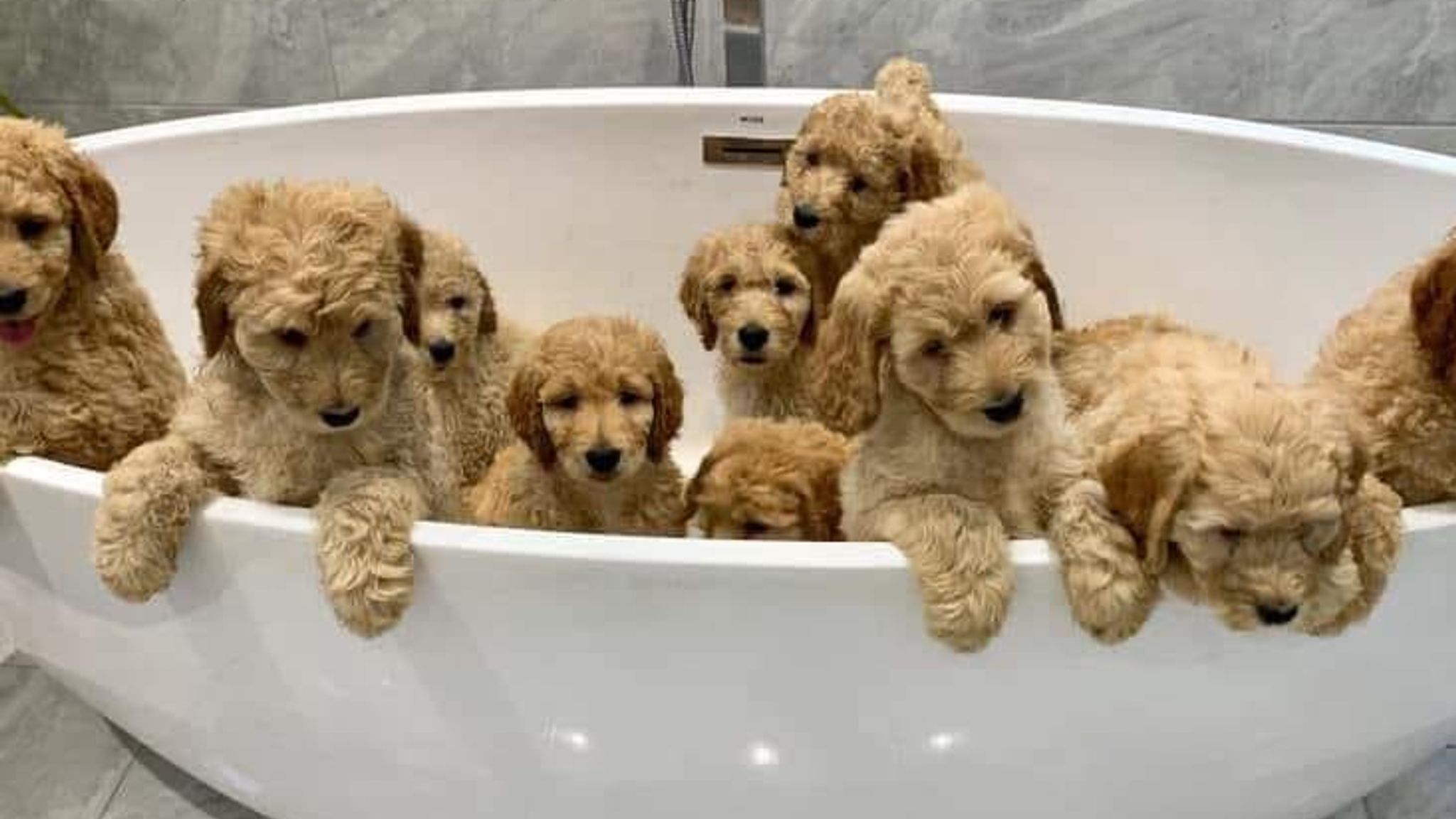 Murder investigation launched after police find body while responding ...