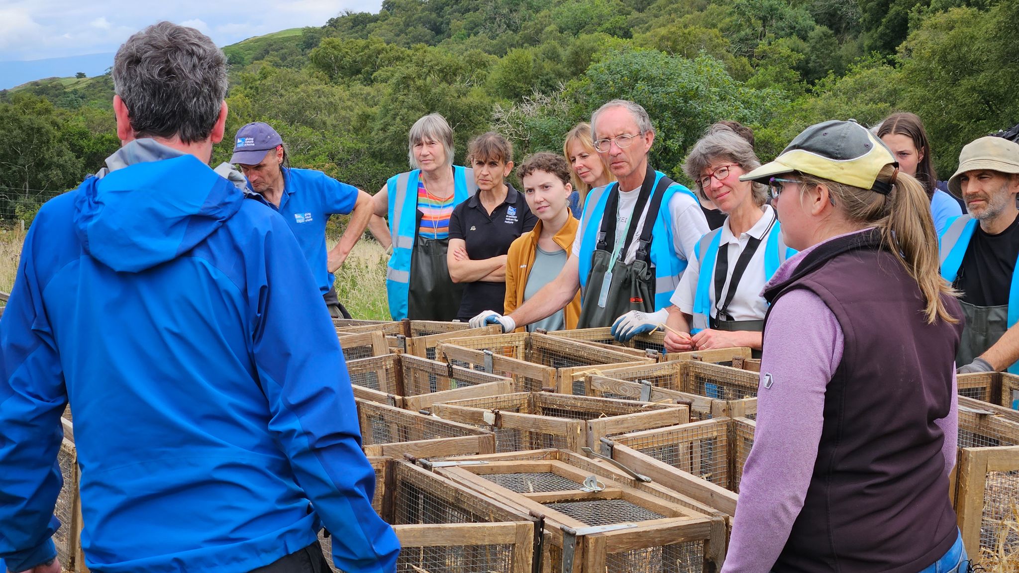 Hundreds of water voles reintroduced to Lake District - after near wipe-out by mink | Sky News