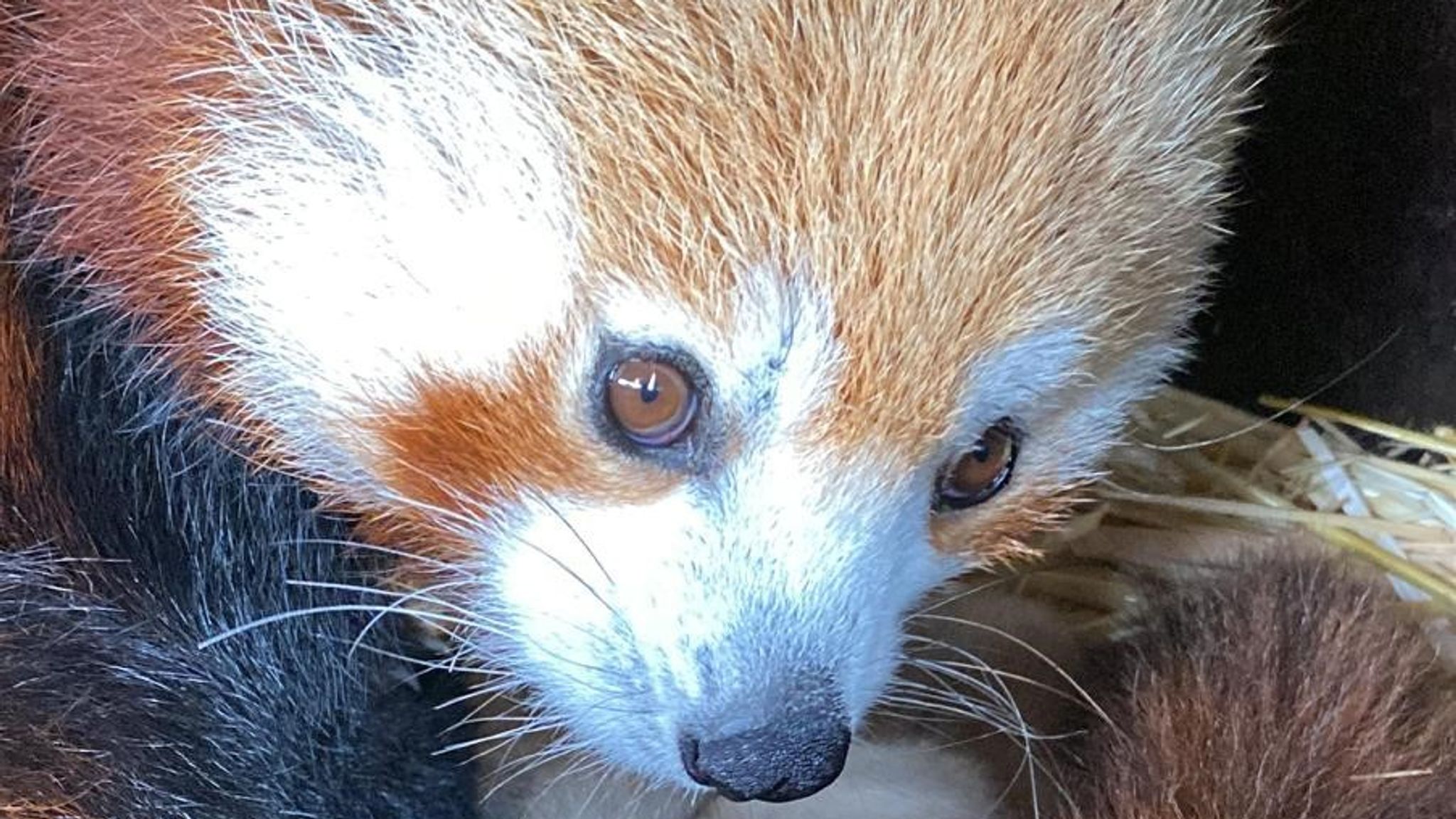 Red panda babies: New-born twins 'give double hope for endangered ...