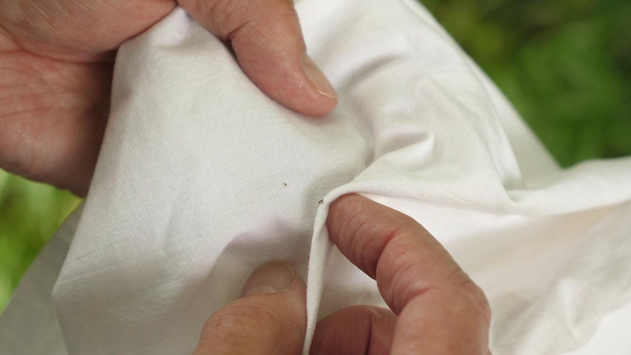 What is the tick-borne disease alpha-gal and why does it cause an ...