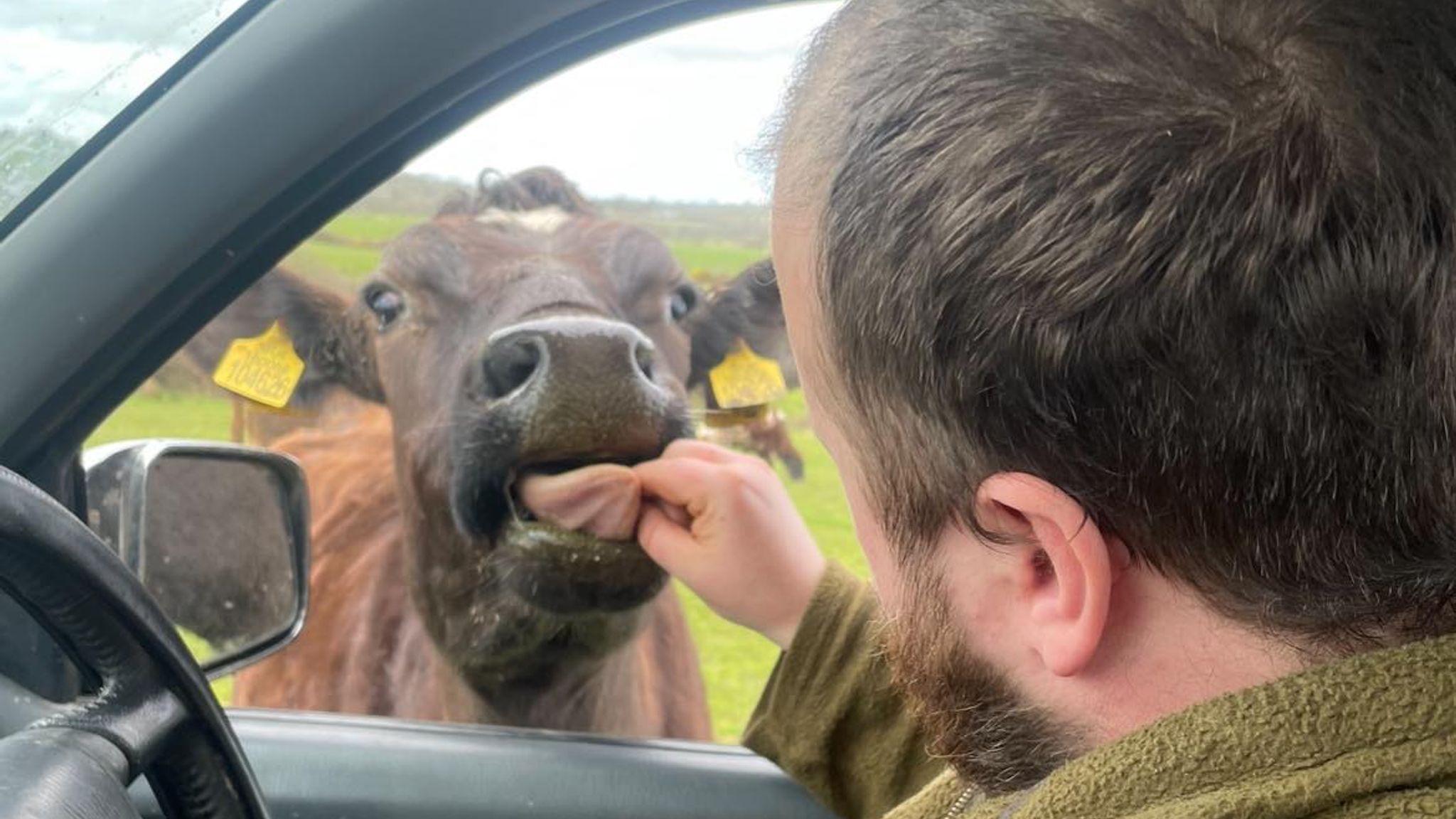 Anglesey: Farmers 'devastated' after four pregnant cows die in ...