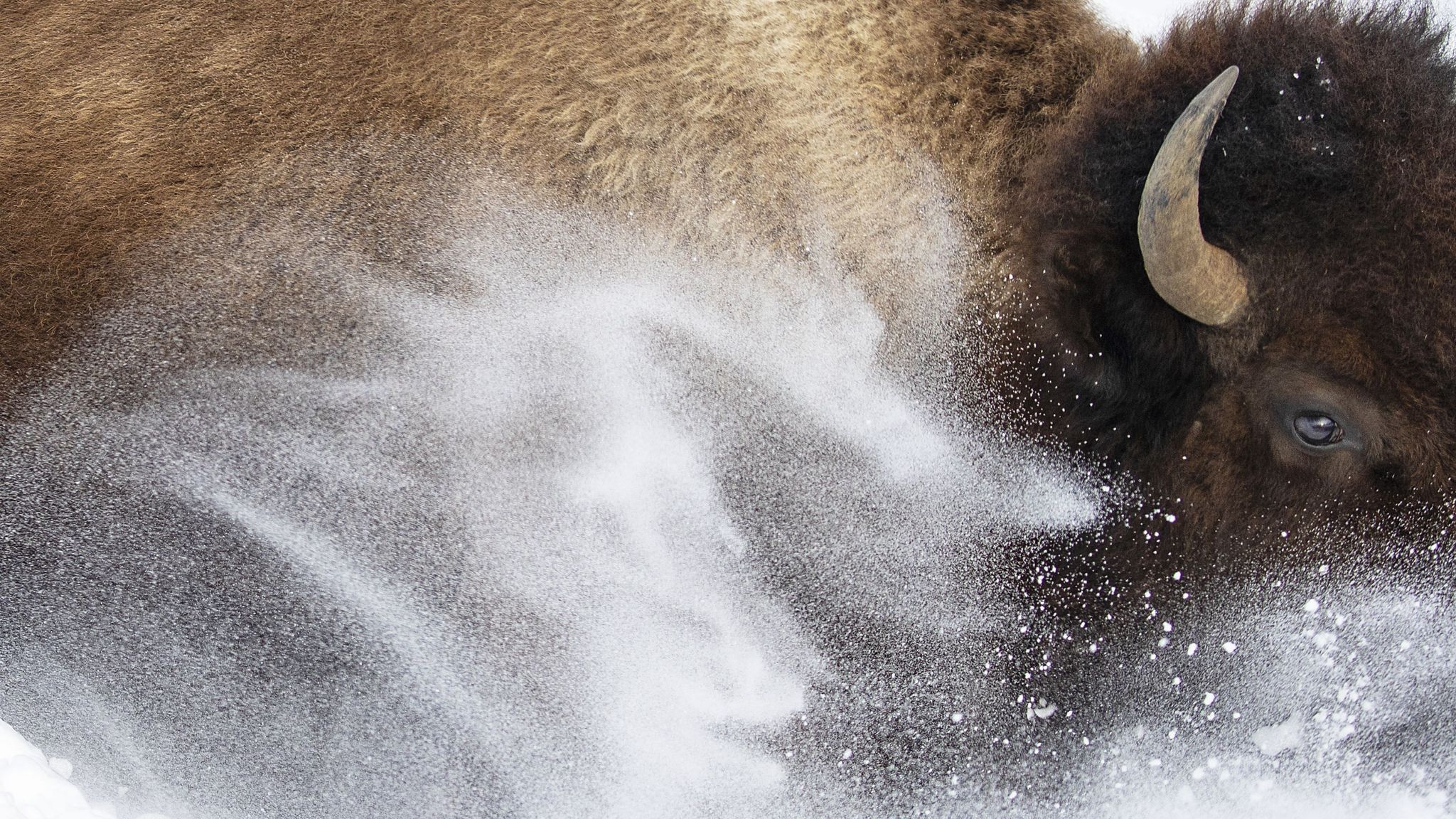 Wildlife Photographer of the Year: First competition images expose ...